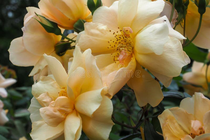 Rose Pale Golden Orange 2 stock image. Image of beautiful - 60696889