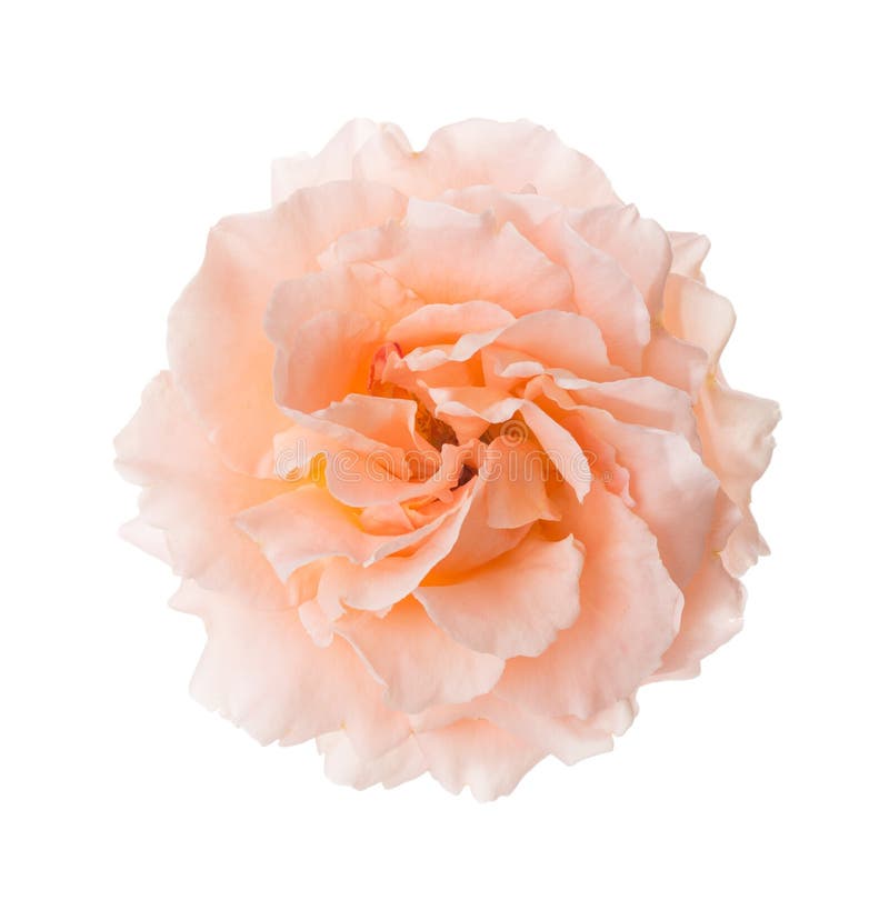 Rose of Pale Peach Color Isolated on White Background Stock Image ...