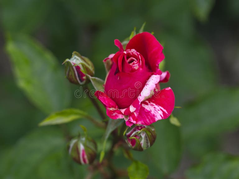 Rose Papageno #2 foto de stock. Imagem de papageno, sabor - 36000214