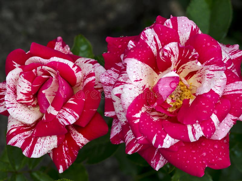 Rose Papageno stock photo. Image of flower, drops, garden - 36000190