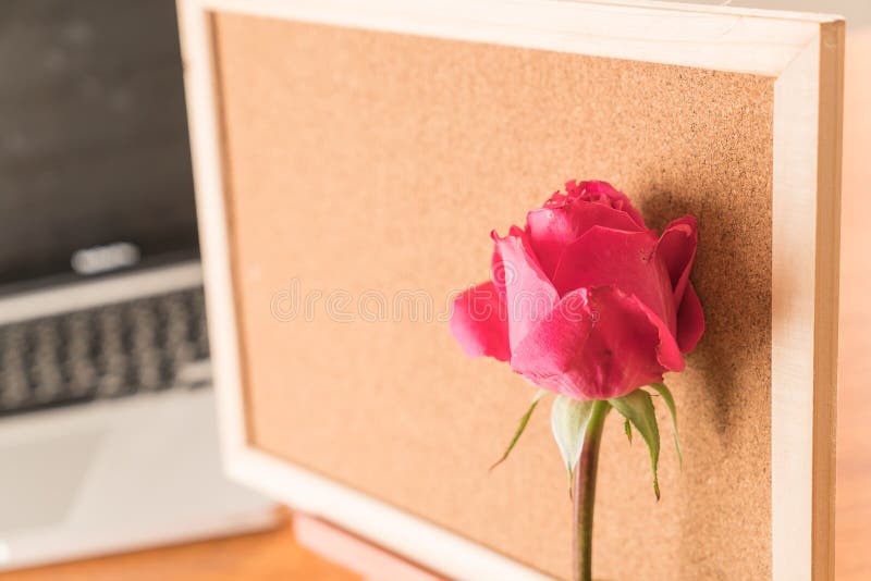 Rose with paper note stock image. Image of green, summer - 85610189