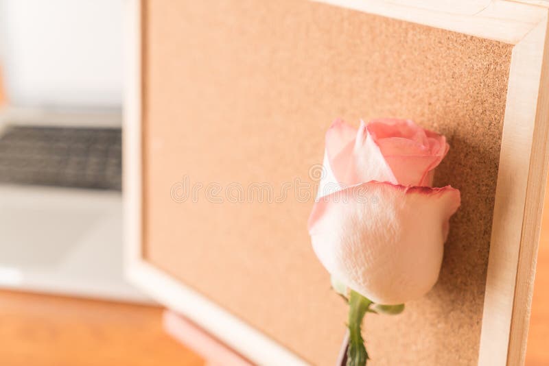 Rose with paper note stock image. Image of card, garden - 86086555