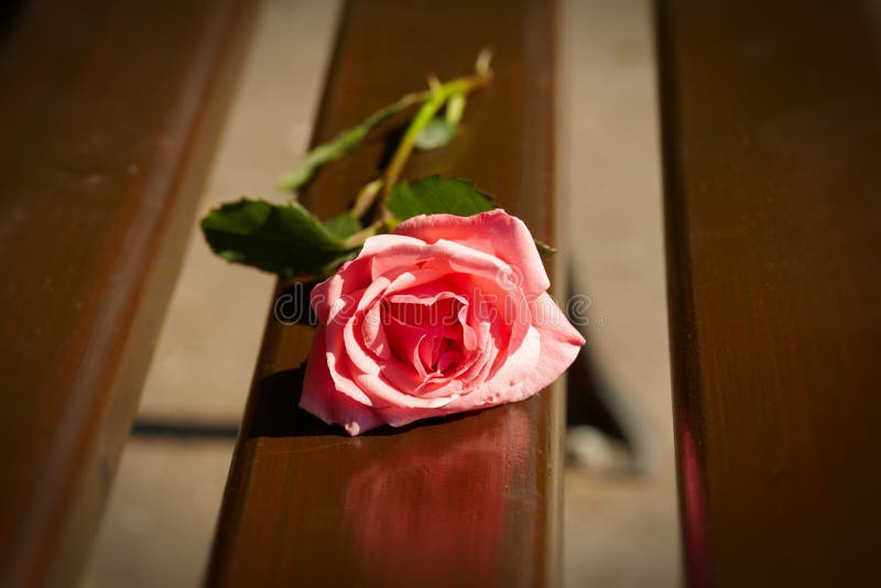 Rose on a park bench stock image. Image of horizontal - 112115259