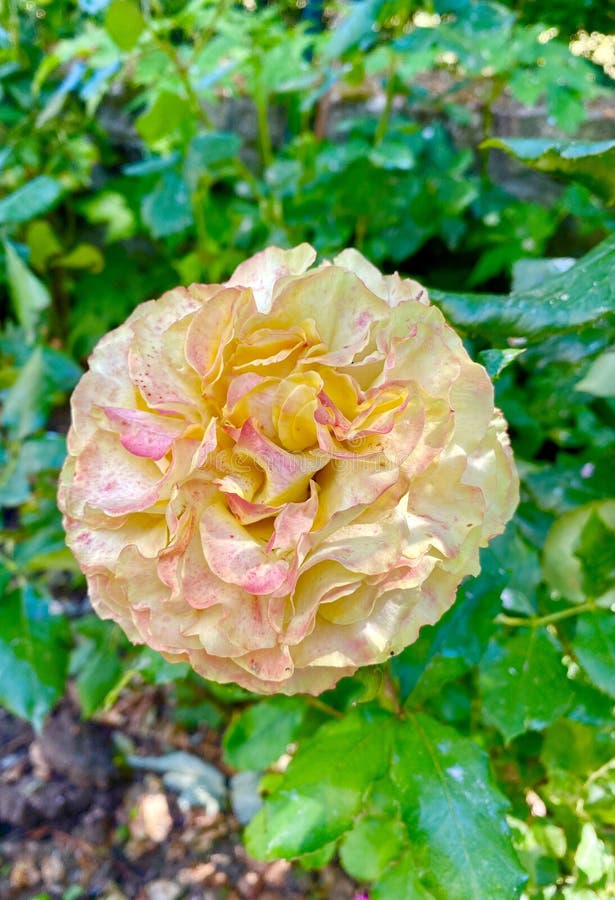 A Beautiful Rose in Bloom in Paris Stock Image - Image of balcony ...