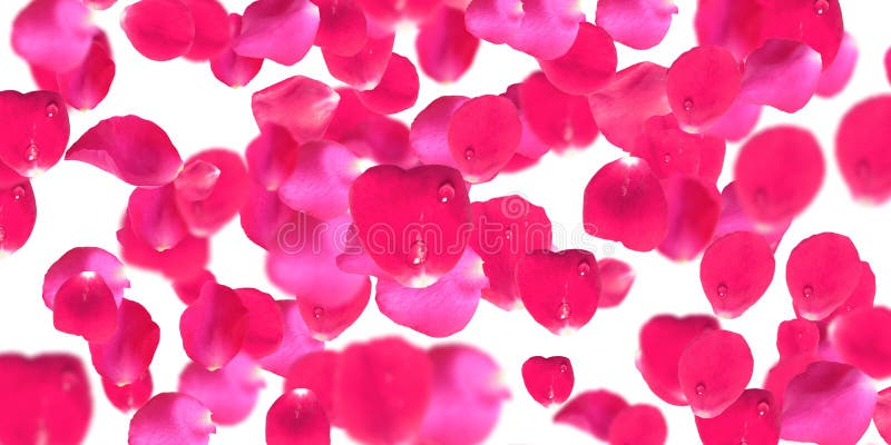 Rose Patels Stock Image White Background Stock Photo - Image of pattern ...