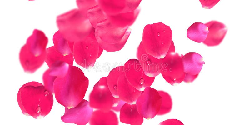 Rose Patels Stock Image White Background Stock Image - Image of pattern ...