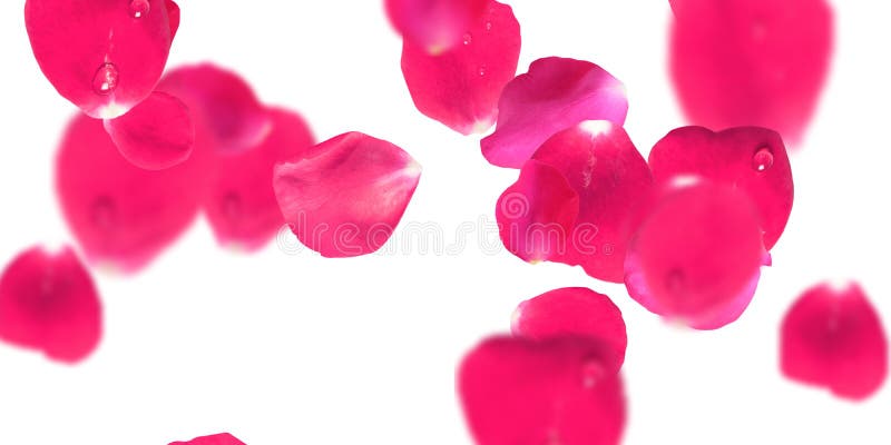 Rose Patels Stock Image White Background Stock Image - Image of concept ...