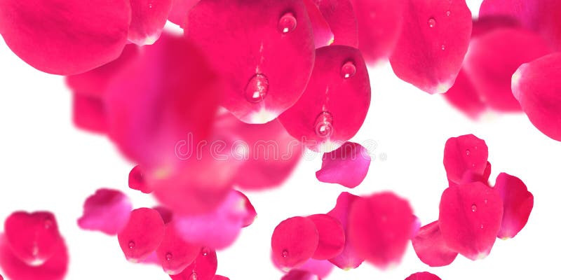 Rose Patels Stock Image White Background Stock Photo - Image of petal ...