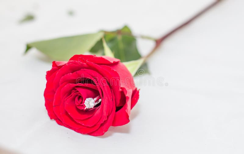 Rose, Pearl and Diamond Ring Stock Image - Image of ring, petals: 49007721