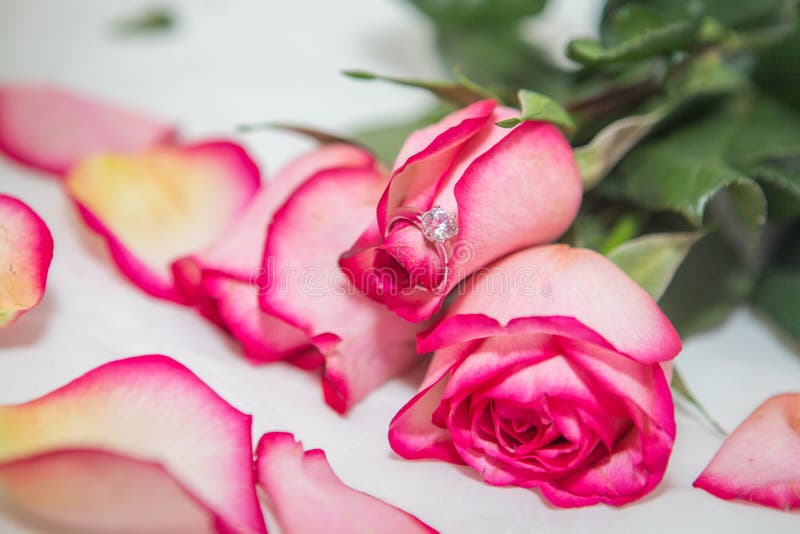 Rose, Pearl and Diamond Ring Stock Image - Image of celebration ...