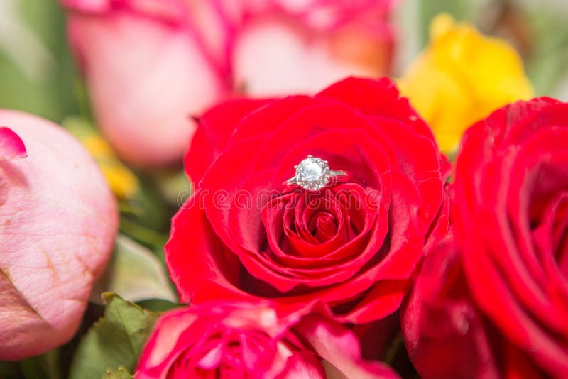 Rose, Pearl and Diamond Ring Stock Photo - Image of valentine, petals ...