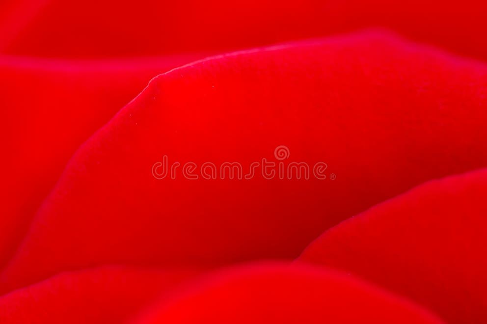 Rose pedal background stock image. Image of texture, valentines - 446923