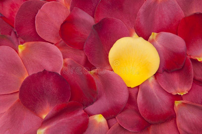 Rose Pedals Stock Photos - Download 554 Royalty Free Photos