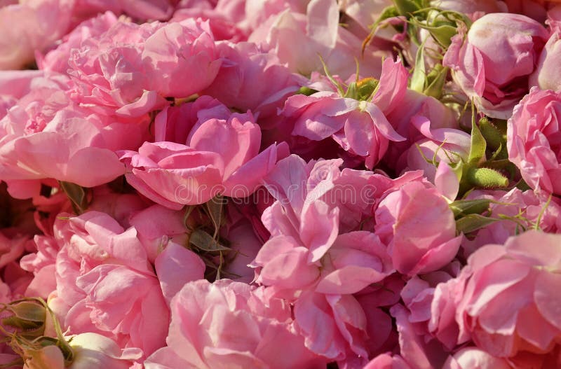 Rose per olio rosa immagine stock. Immagine di bagnarsi - 28403911