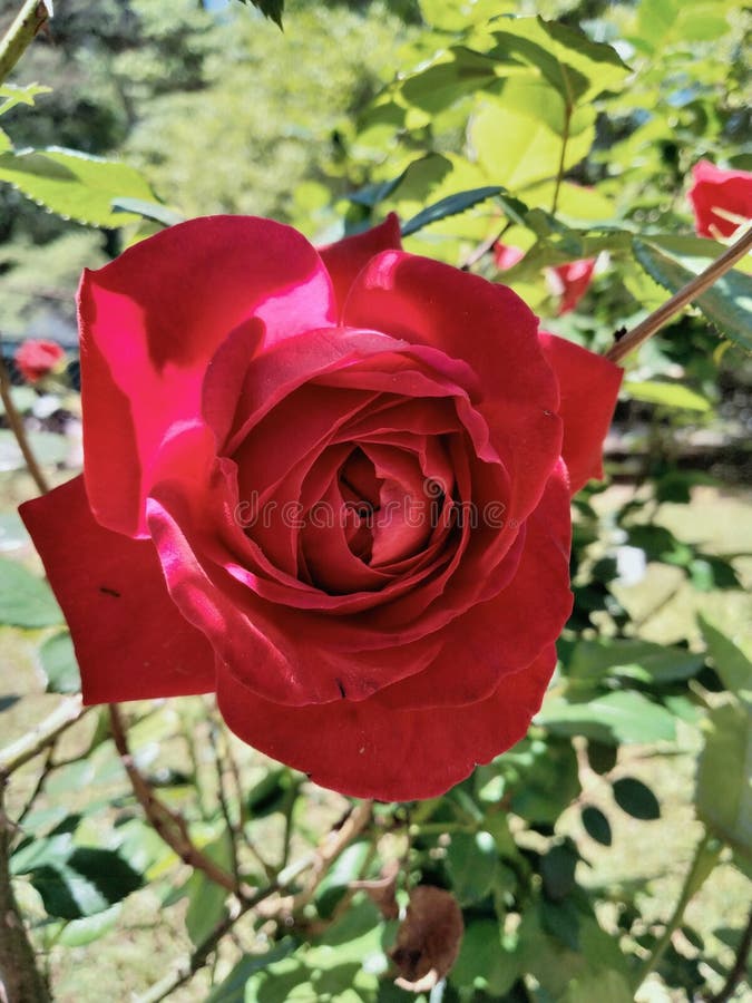 Rose perfect red stock image. Image of bouquet, perfect - 374840243