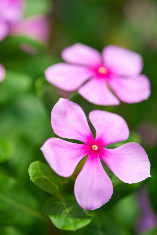 Rose Periwinkle Flowers stock image. Image of pink, landscaping - 101795641