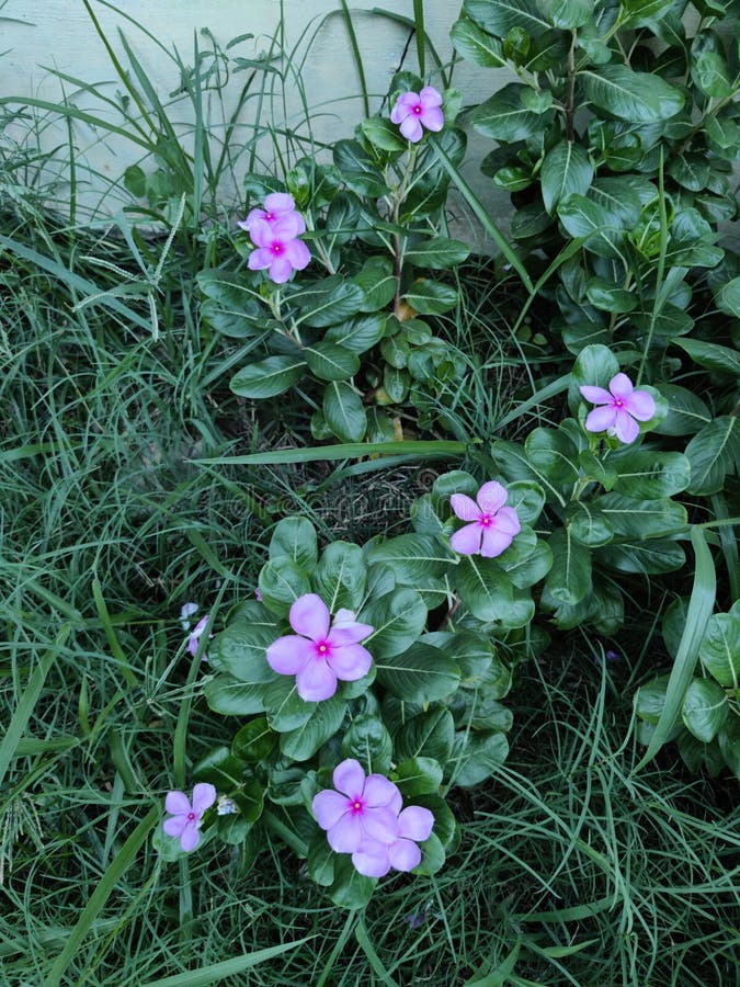 Rose Periwinkle Catharanthus Roseus Stock Photo - Image of shrub, plant ...