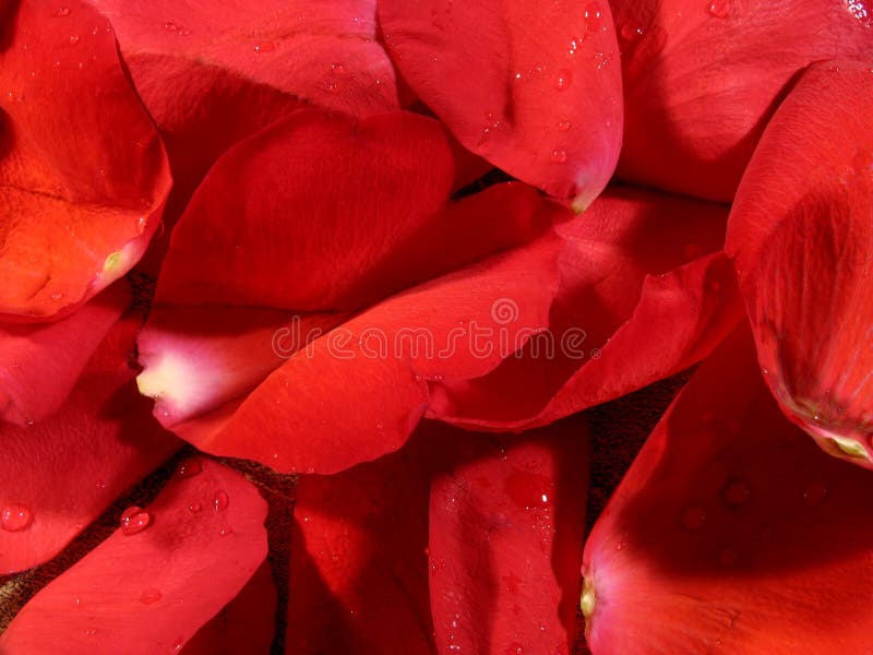 Rose petal background stock photo. Image of close, romance - 103448