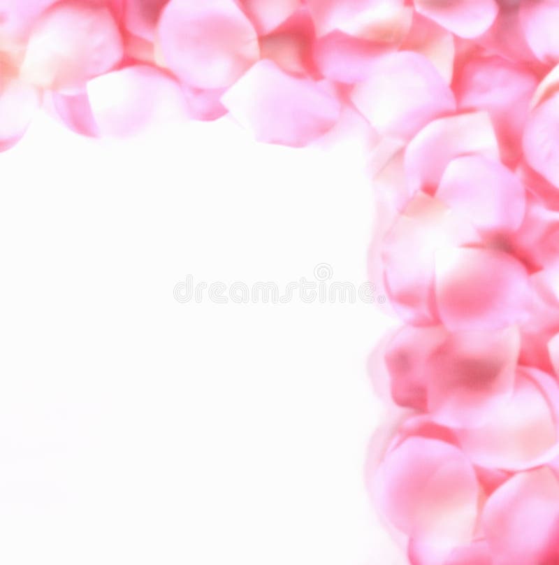 Rose Petal Border 2 stock image. Image of wedding, occasion - 1794349