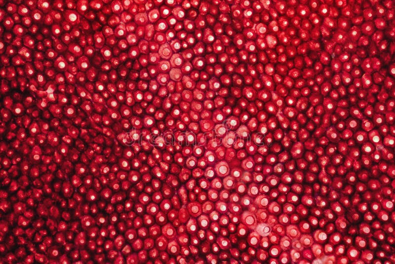 Rose petal closeup stock image. Image of blister, structure - 84052711