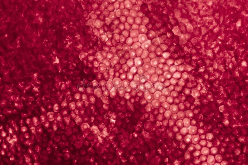 173 Rose Petal Cell Stock Photos - Free & Royalty-Free Stock Photos ...