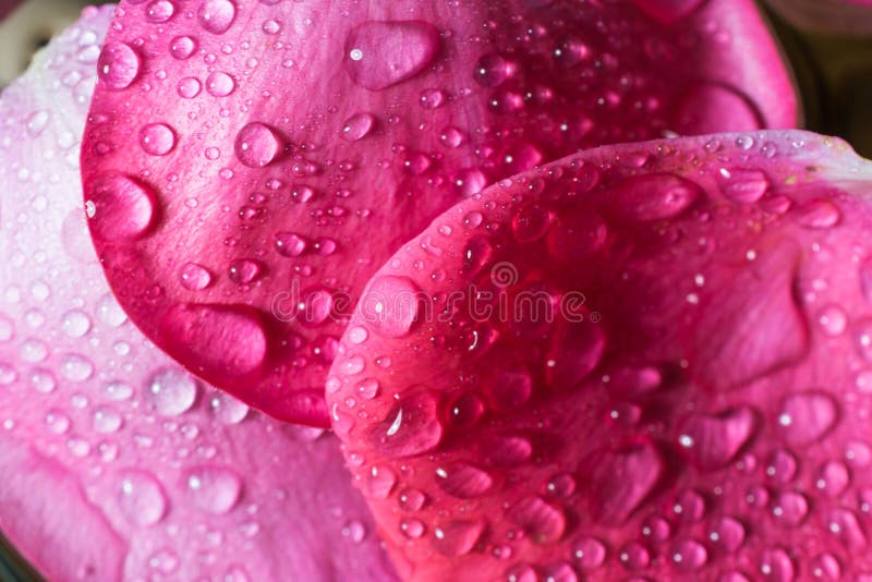Rose Petal Covered with Water Droplets Stock Image - Image of flower ...