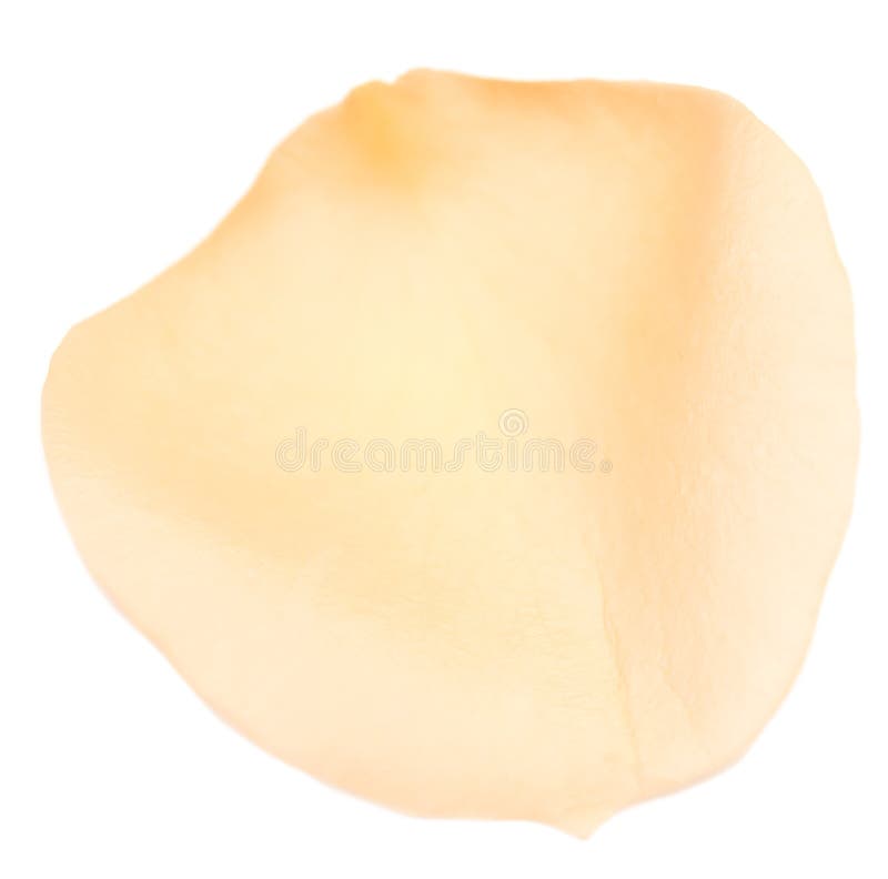 Lily petal stock image. Image of close, smell, pink, natural - 4646005
