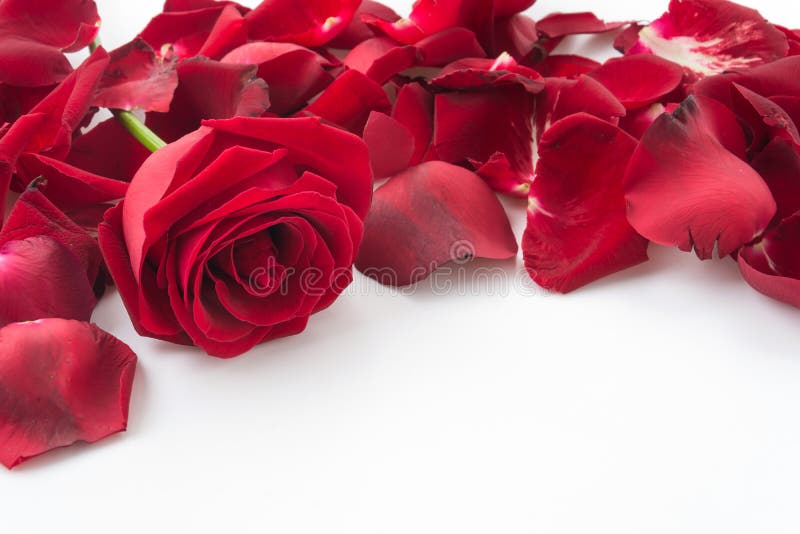 Petal frame stock photo. Image of affection, pattern, celebration - 1282642