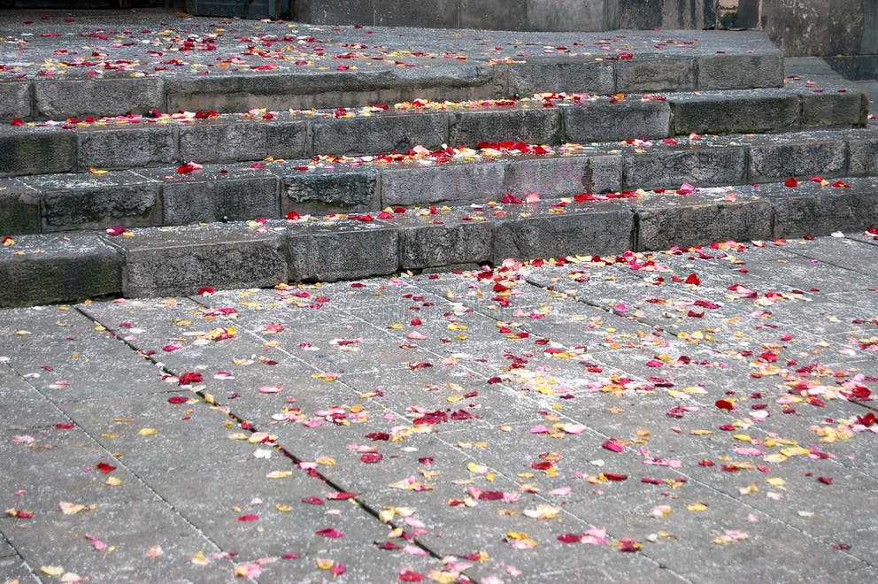 Rose petal and rice stock image. Image of petal, fresh - 10817531