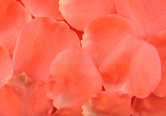 Rose petals stock image. Image of natural, harmony, health - 12675437