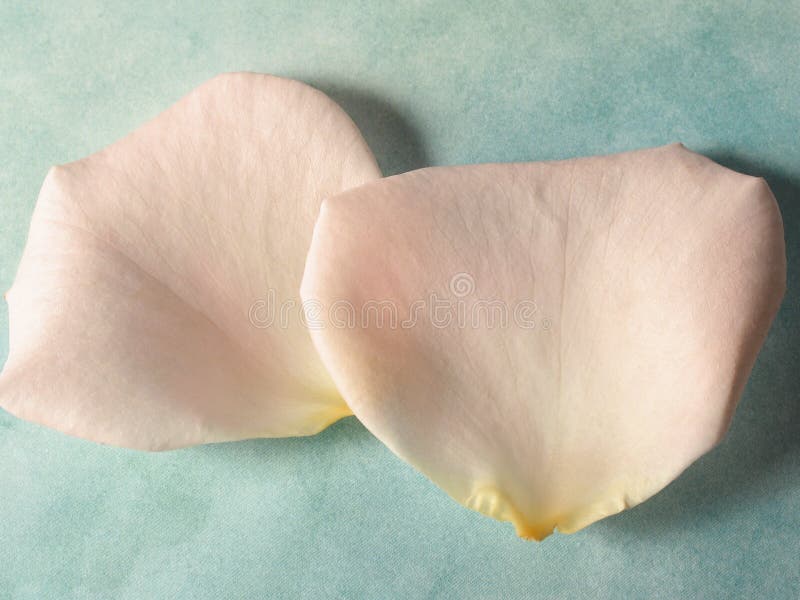 Single rose petal stock photo. Image of delicate, single - 103450