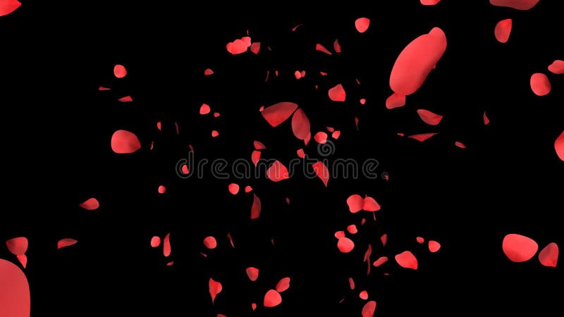 Rose Petals Flying Particles, Against White, Stock Footage Stock Video ...