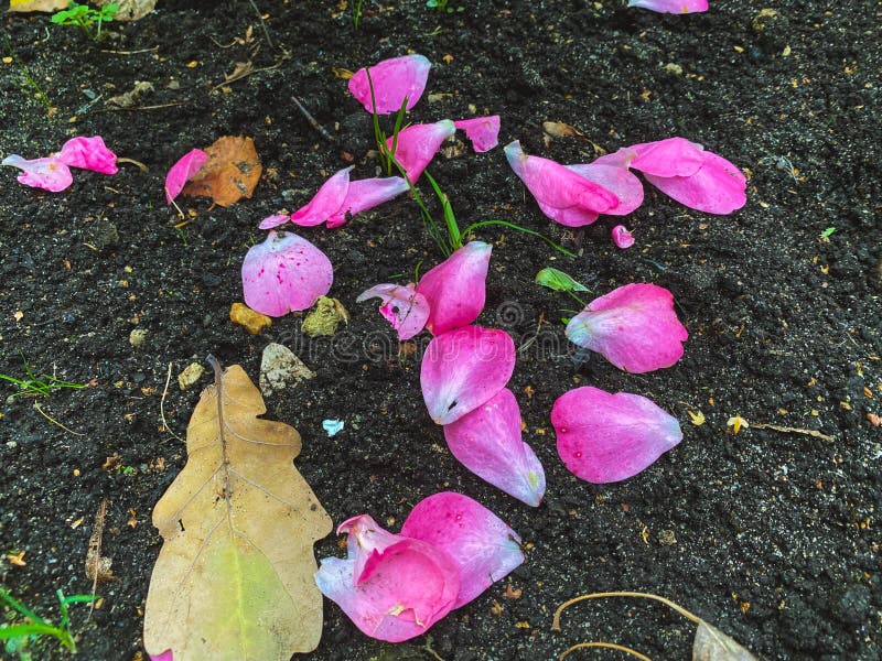 Rose Petals and Autumn Leaves Stock Photo - Image of grass, falling ...