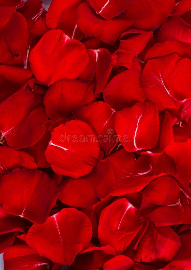 Rose Petals Background stock image. Image of macro, frame - 30762533
