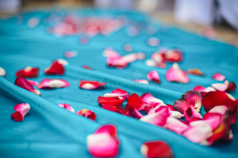 Rose Petals on the Blue Fabric Stock Photo - Image of decoration ...