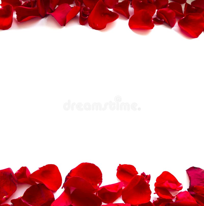 Rose Petals Border stock image. Image of focus, closeup - 52198219