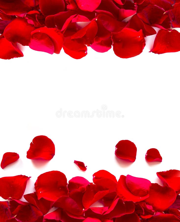 Rose Petals Border stock photo. Image of isolate, blossom - 52284514