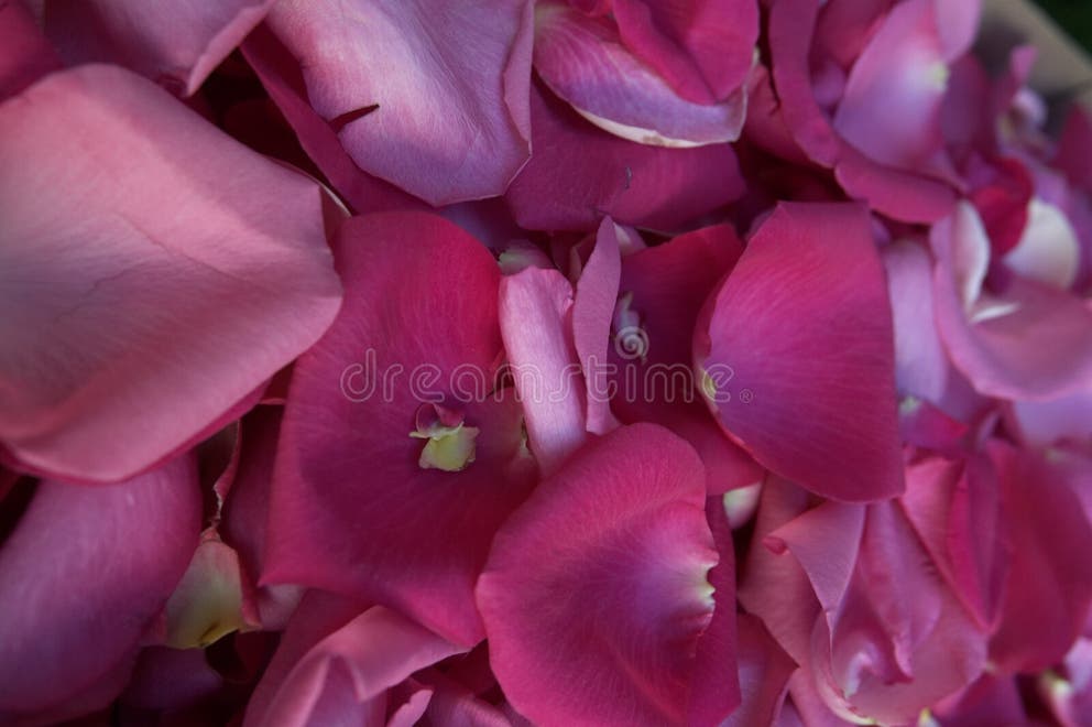 Rose Petals - Delicate Pink Stock Image - Image of fragile, colored ...