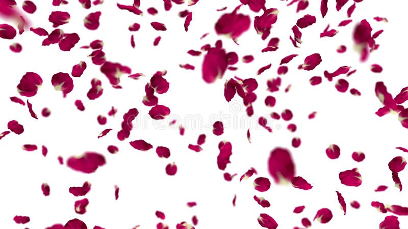 Rose petals fall stock video. Video of design, floral - 187510343