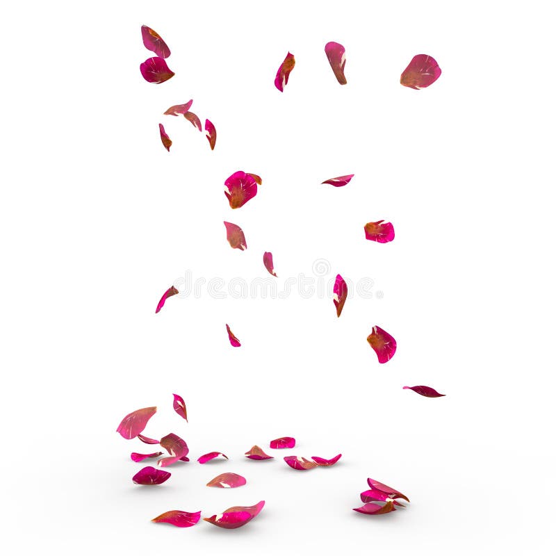 Rose Petals Fall To the Floor Stock Photo - Image of nature, natural ...