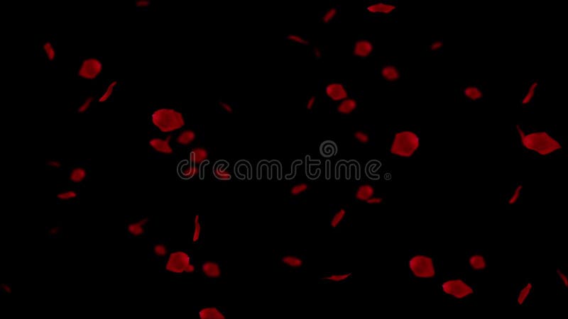 Rose Petals Falling on a Black Background HD Stock Footage - Video of ...