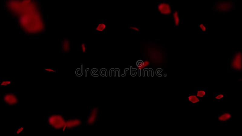 Rose Petals Falling on a Black Background Stock Video - Video of ...