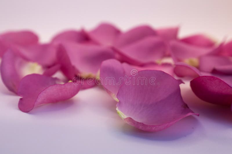 Rose Petals are Falling from the Floor and on To the Surface Stock ...