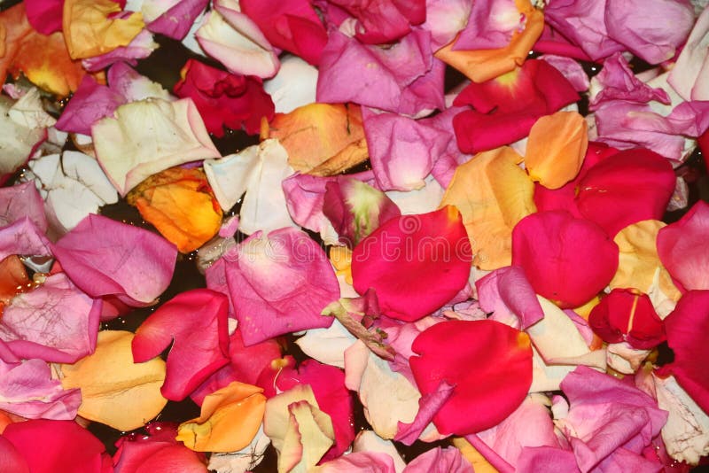Petals Floating Water Stock Photos - Download 4,980 Royalty Free Photos