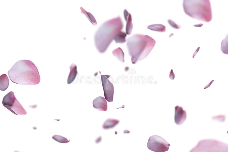 Rose petals flying overlay stock image. Image of falling - 291131831