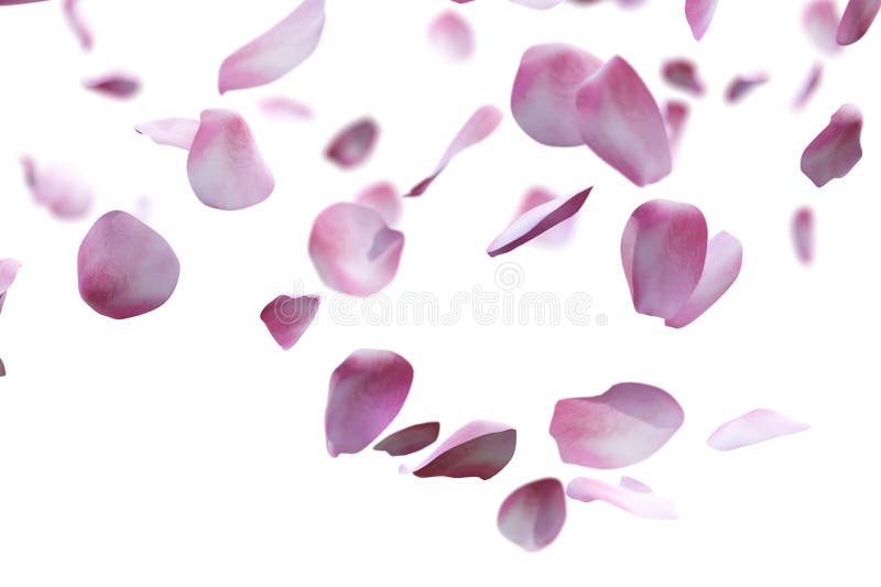 Rose petals flying overlay stock image. Image of copy - 291131837