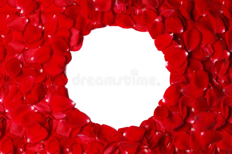 Rose petals frame stock image. Image of native, bright - 20743829