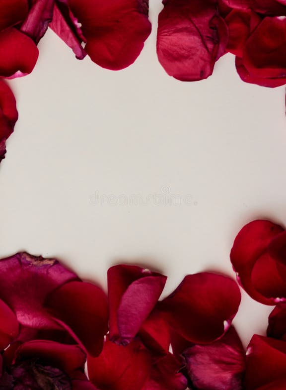 Rose Petals Frame on White Background Stock Image - Image of beauty ...