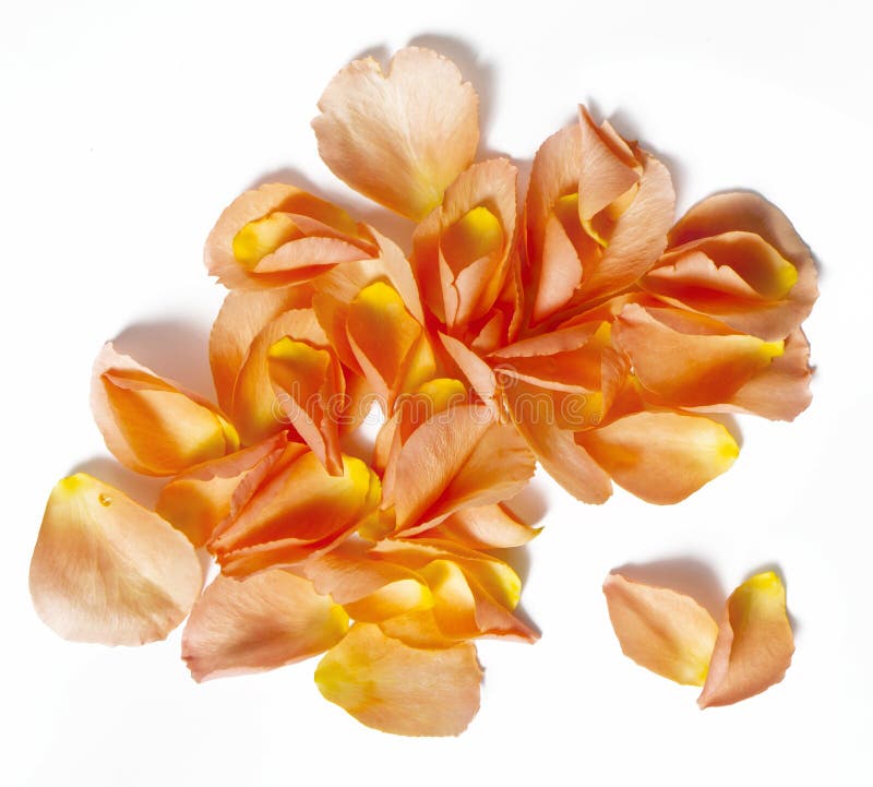 Rose petal and rice stock image. Image of petal, fresh - 10817531