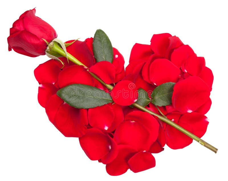 Rose Petals Heart with Rose Arrow Stock Photo - Image of petal, heart ...
